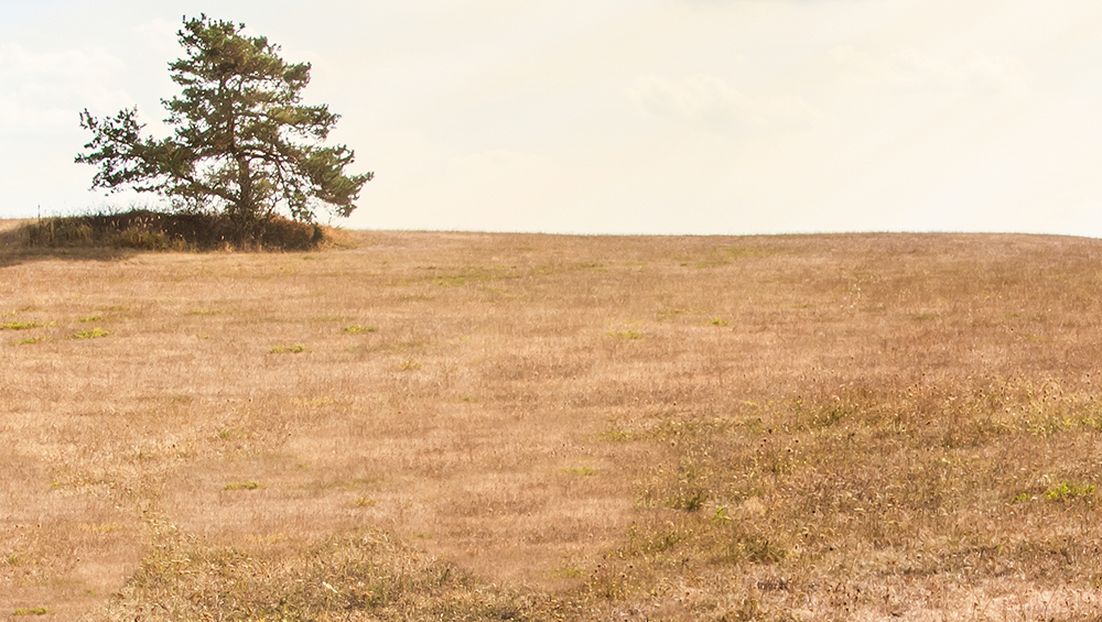 4 cuidados essenciais com o pasto no período da seca