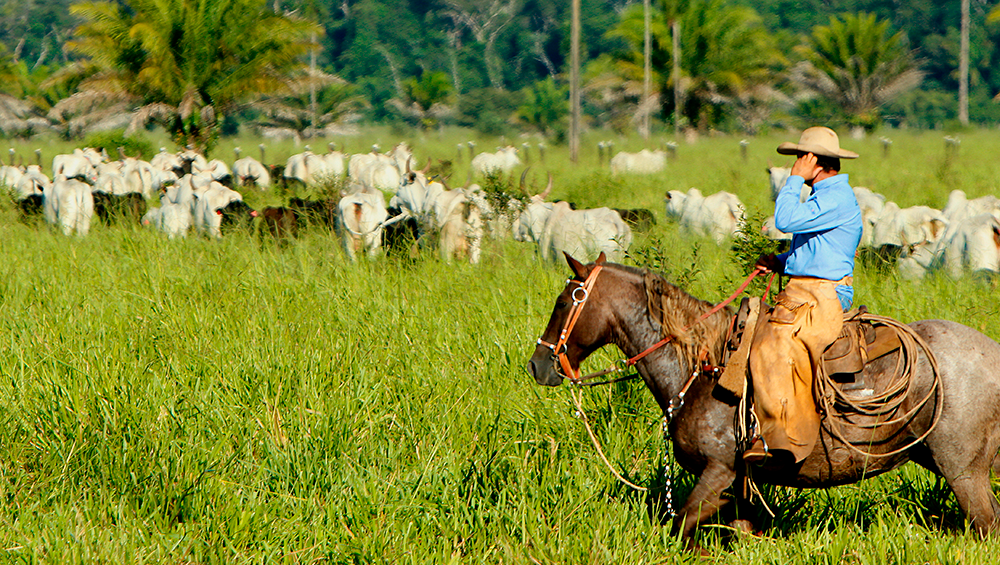 Como garantir uma pecuária lucrativa? Aprenda! - Blog Premix