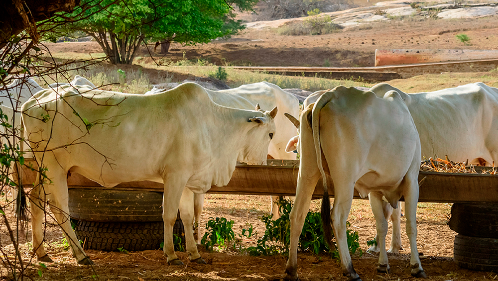 Cocho para gado, saiba o ideal!
