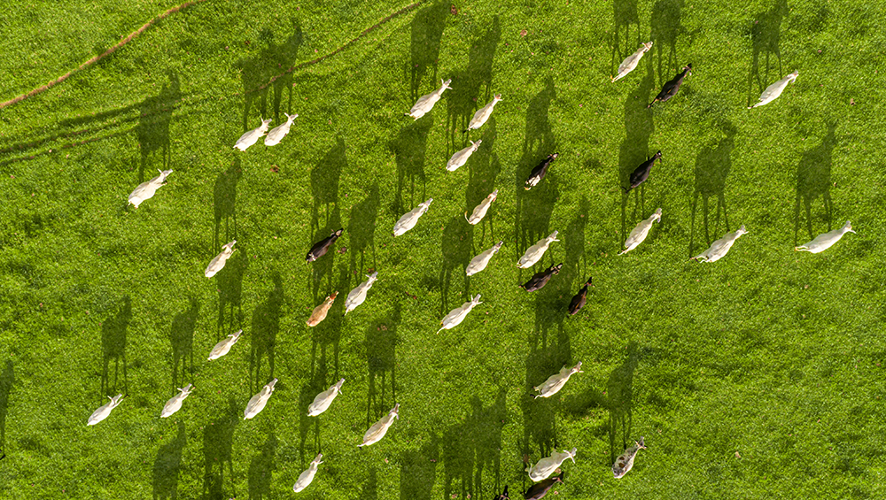 Pecuária extensiva, o que é? - Blog Premix