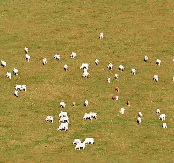 Qual tipo de pastejo é melhor para o gado? - Blog Premix