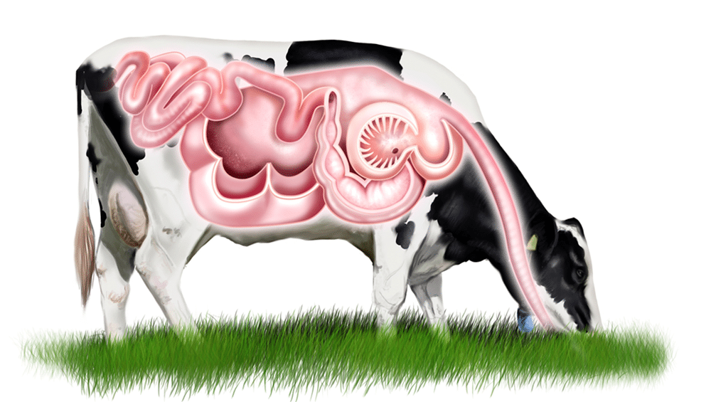 Sistema Digestivo dos Ruminantes: Como Funciona - Blog Premix
